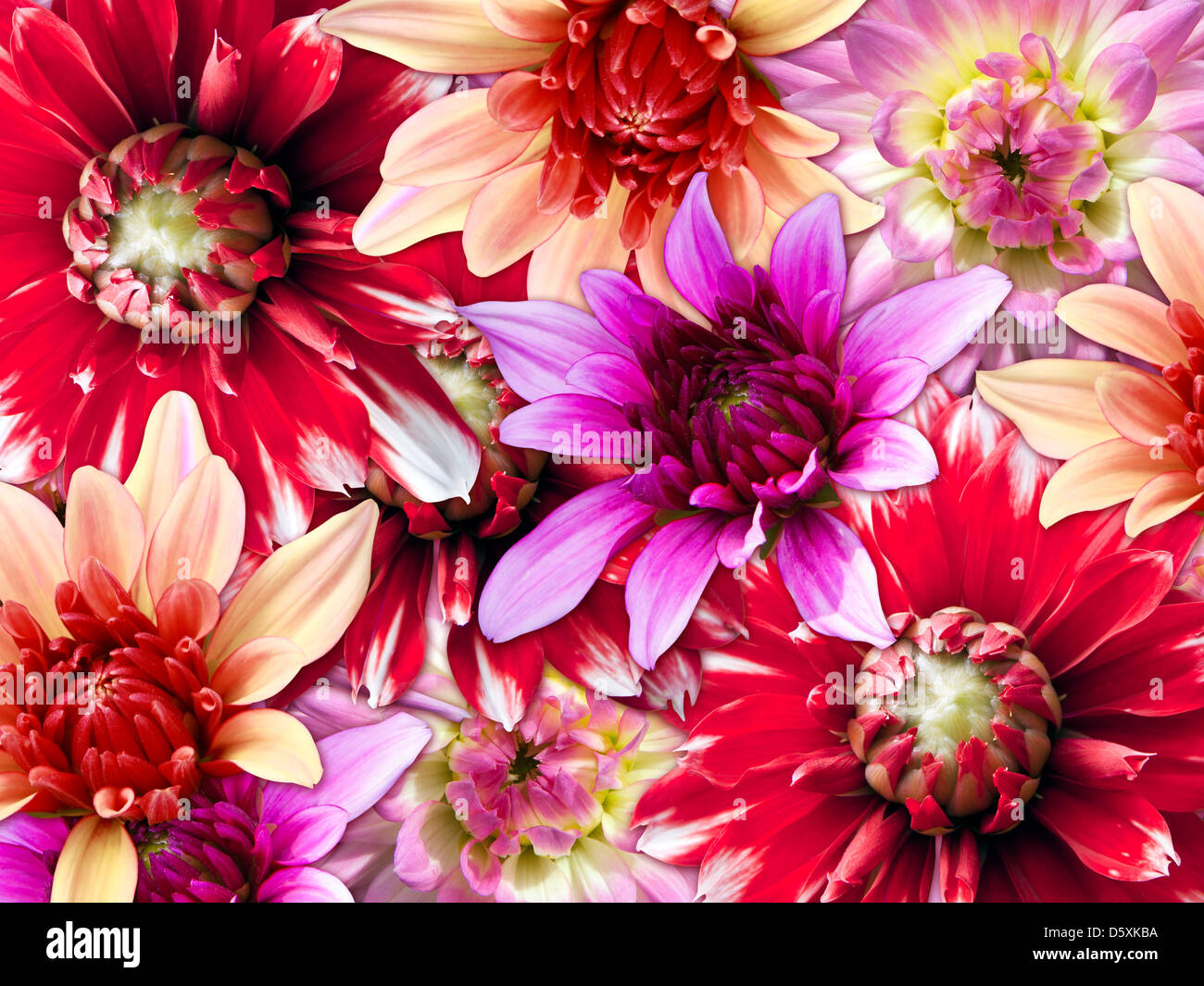greeting with flowers Stock Photo - Alamy