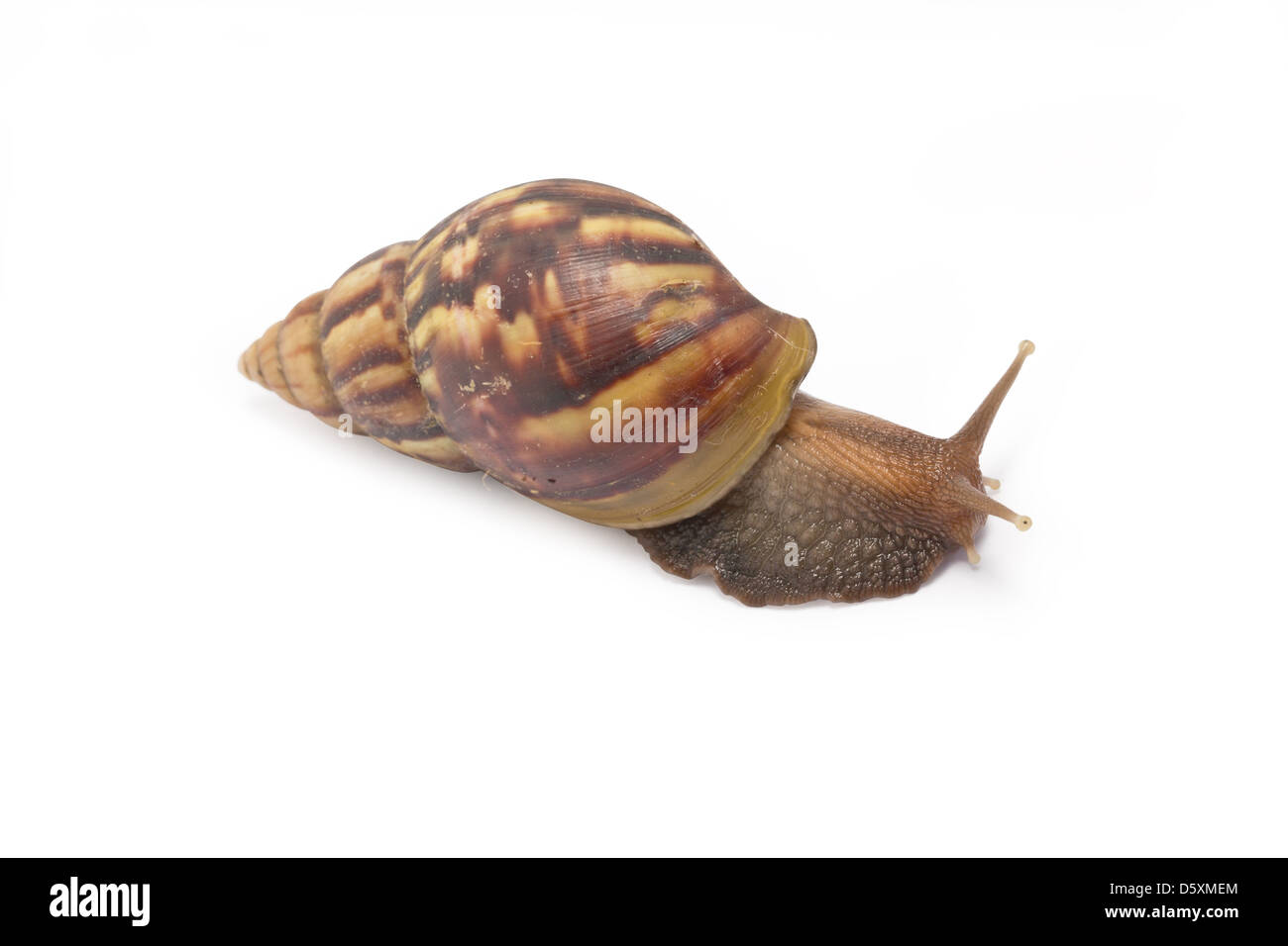 Snail Isolated On White Background Stock Photo - Alamy
