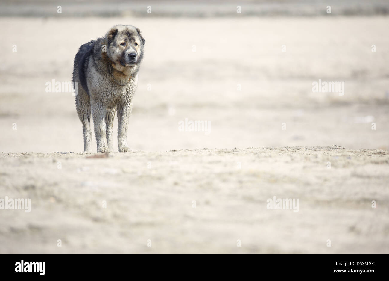 Asian wolf hi-res stock photography and images - Alamy