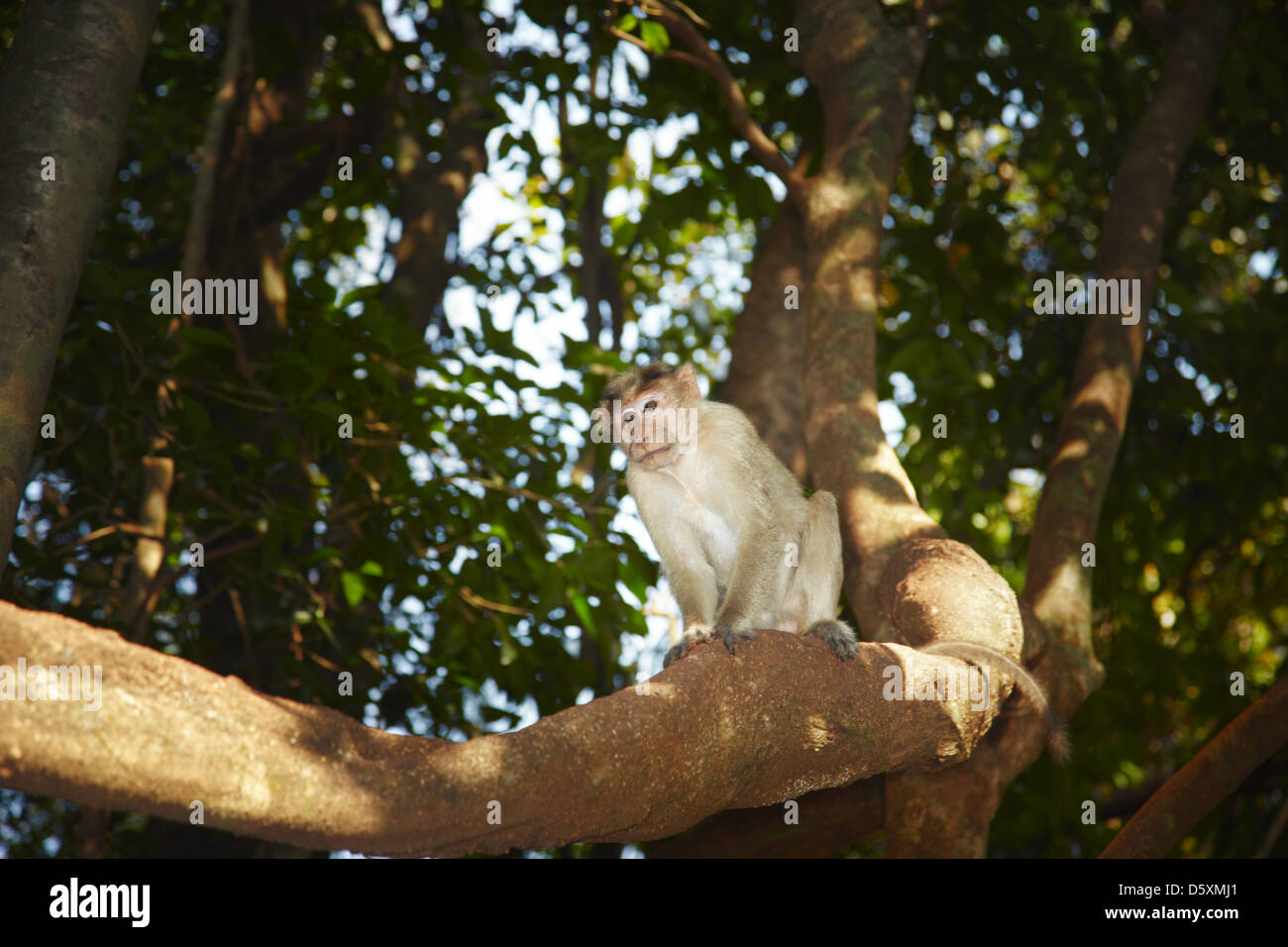 Monkey india goa hi-res stock photography and images - Alamy