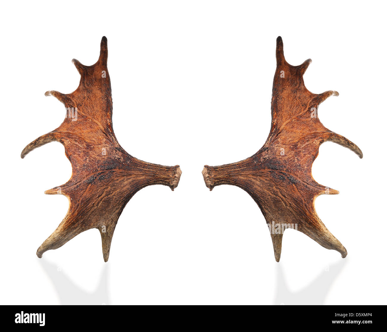 Black bull big horns Cut Out Stock Images & Pictures - Alamy