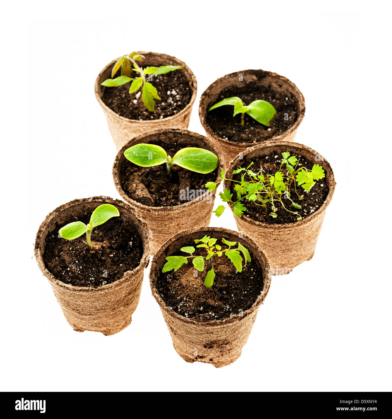Several potted seedlings growing in biodegradable peat moss pots ...