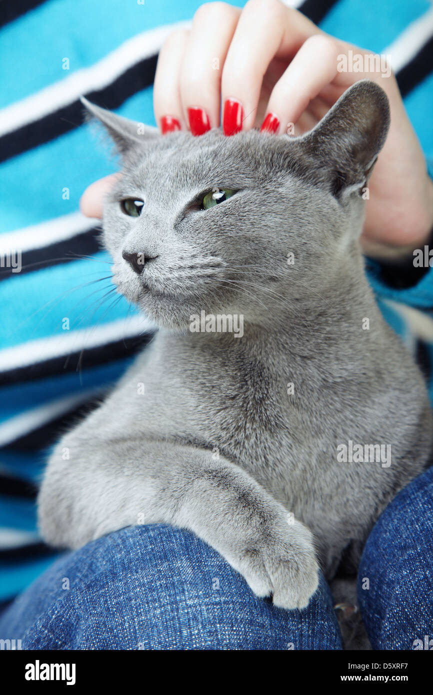 Human hand stroking cat Stock Photo - Alamy