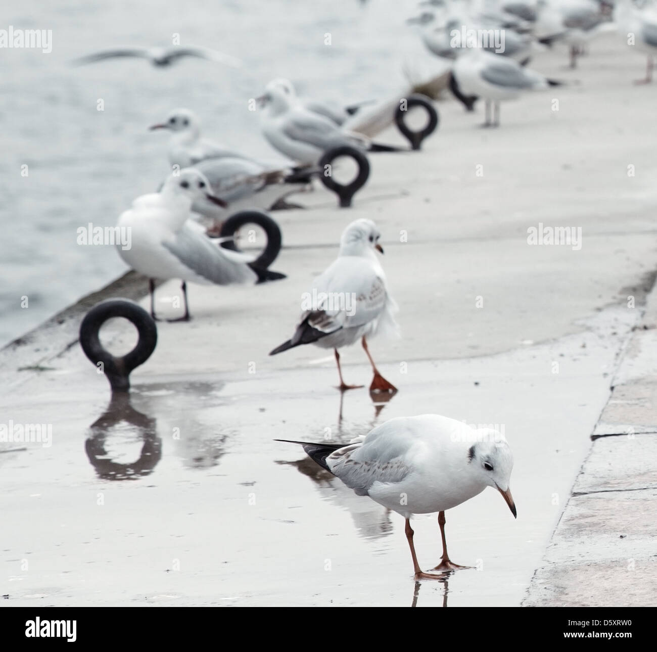 Seagulls at pier Stock Photo - Alamy