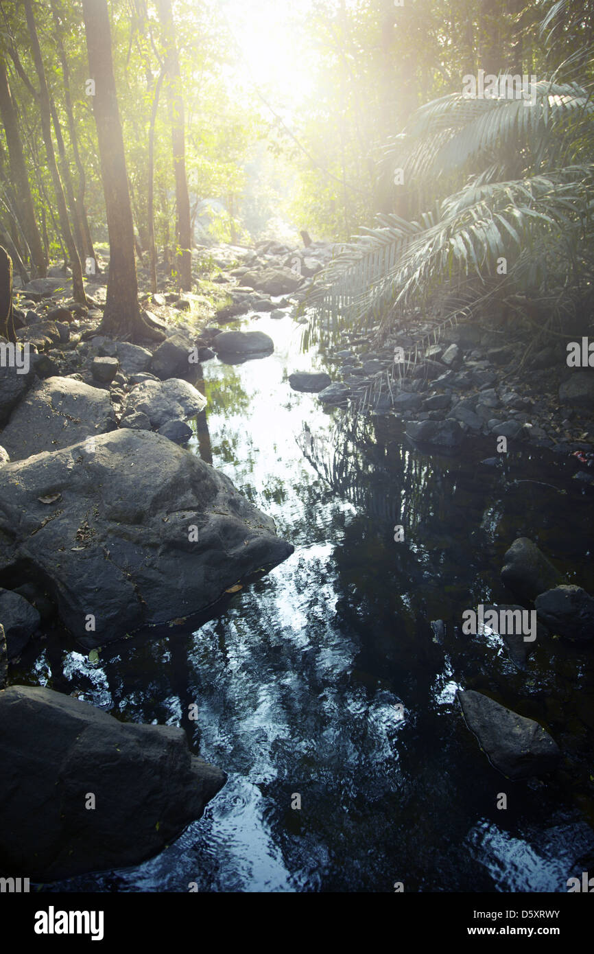 River in the jungle Stock Photo - Alamy