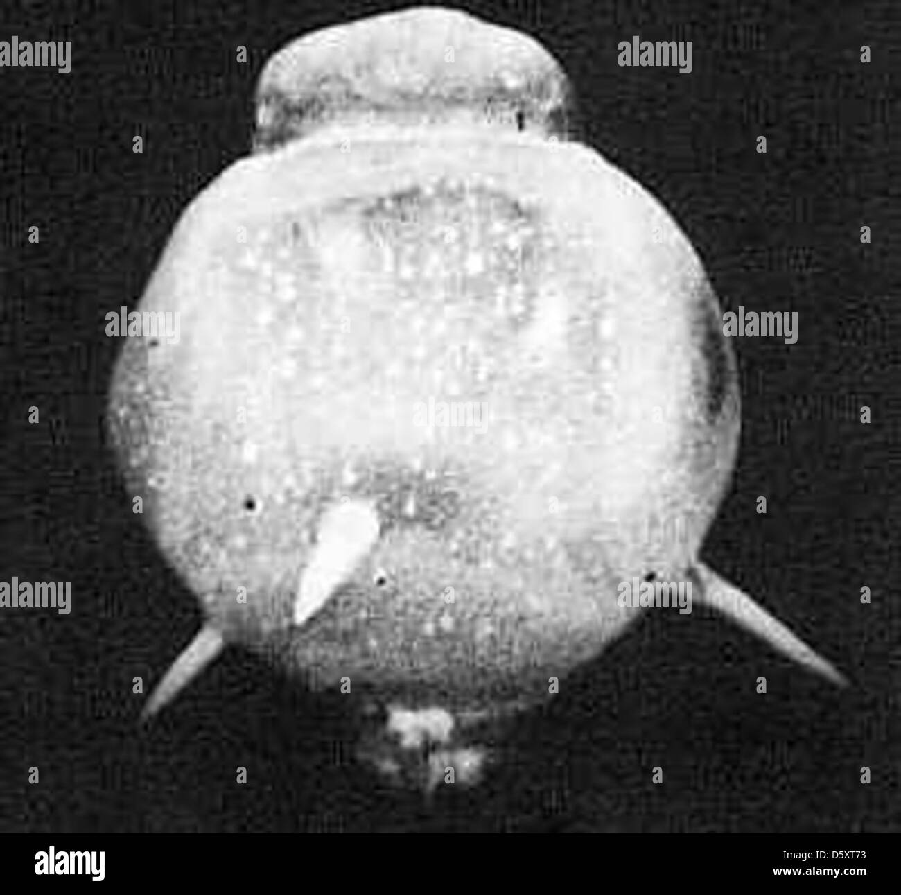 Operation hardtack 1958 hi-res stock photography and images - Alamy