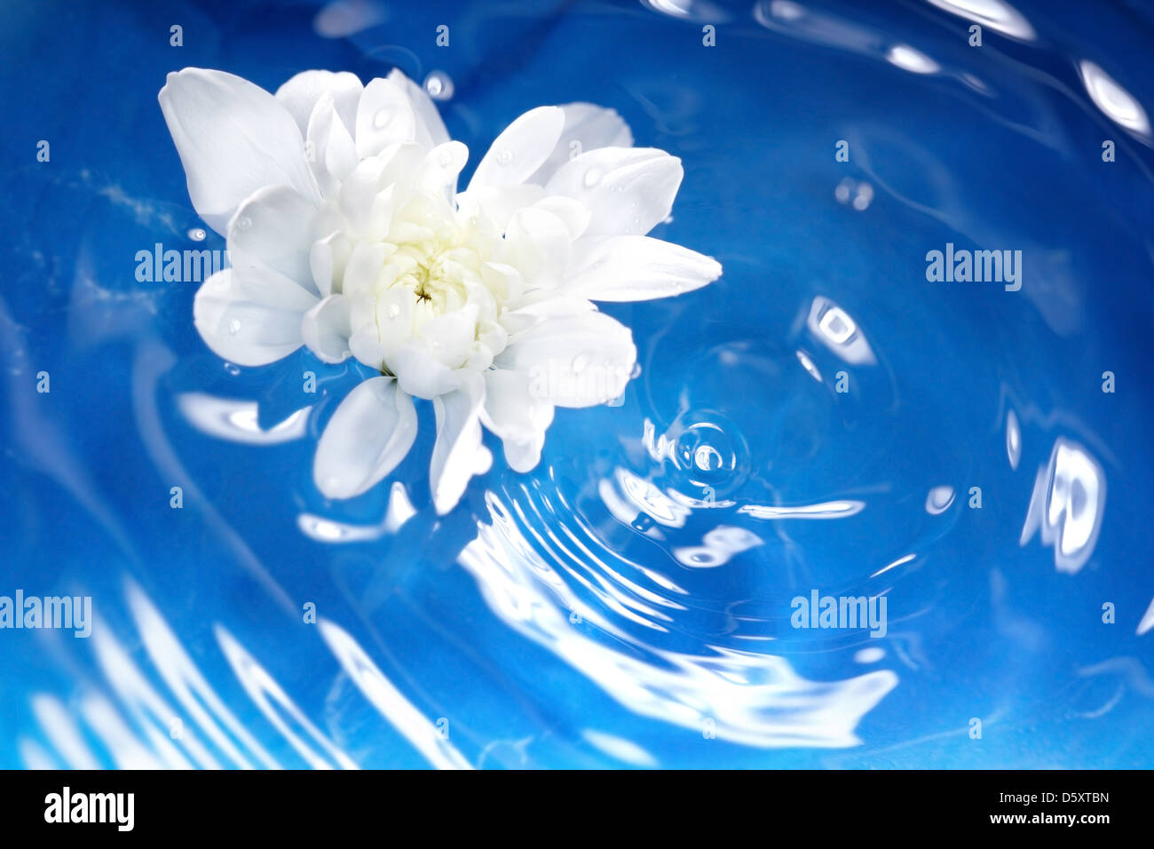 Flower and water Stock Photo - Alamy