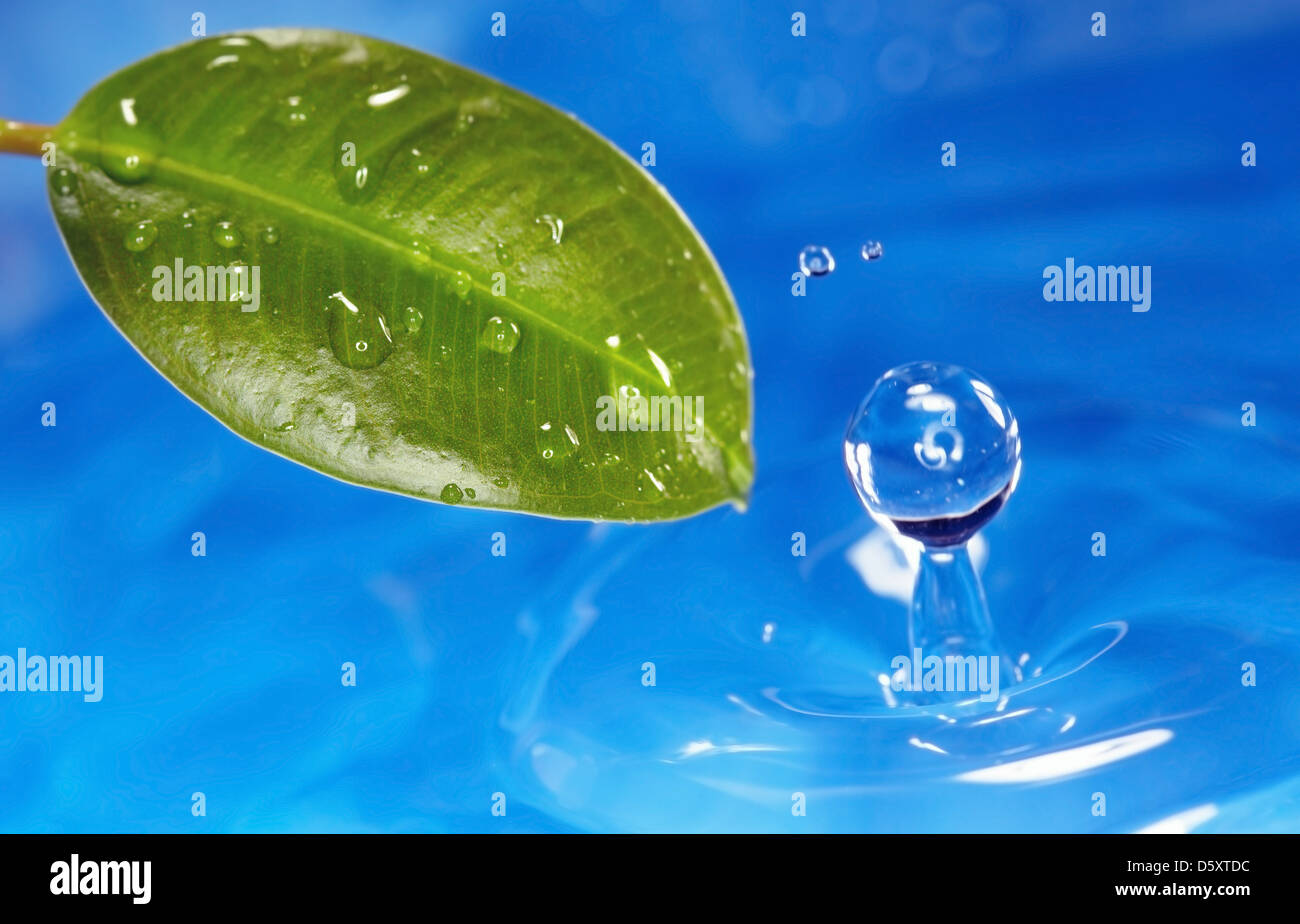 Leaf and water Stock Photo - Alamy