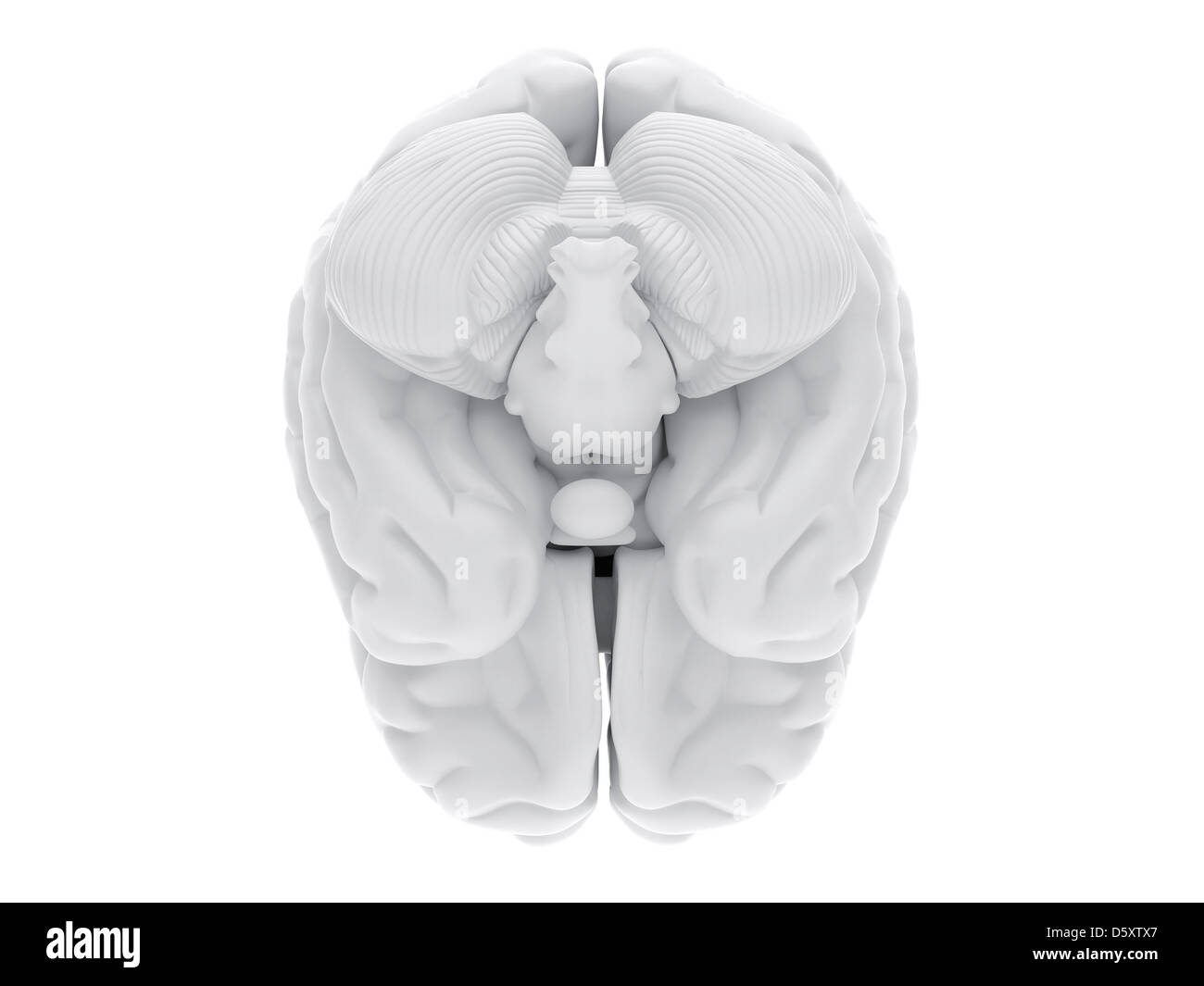 3d human brain Stock Photo - Alamy