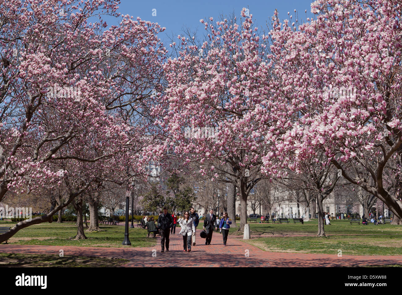 Magnolia tree full bloom hi-res stock photography and images - Alamy