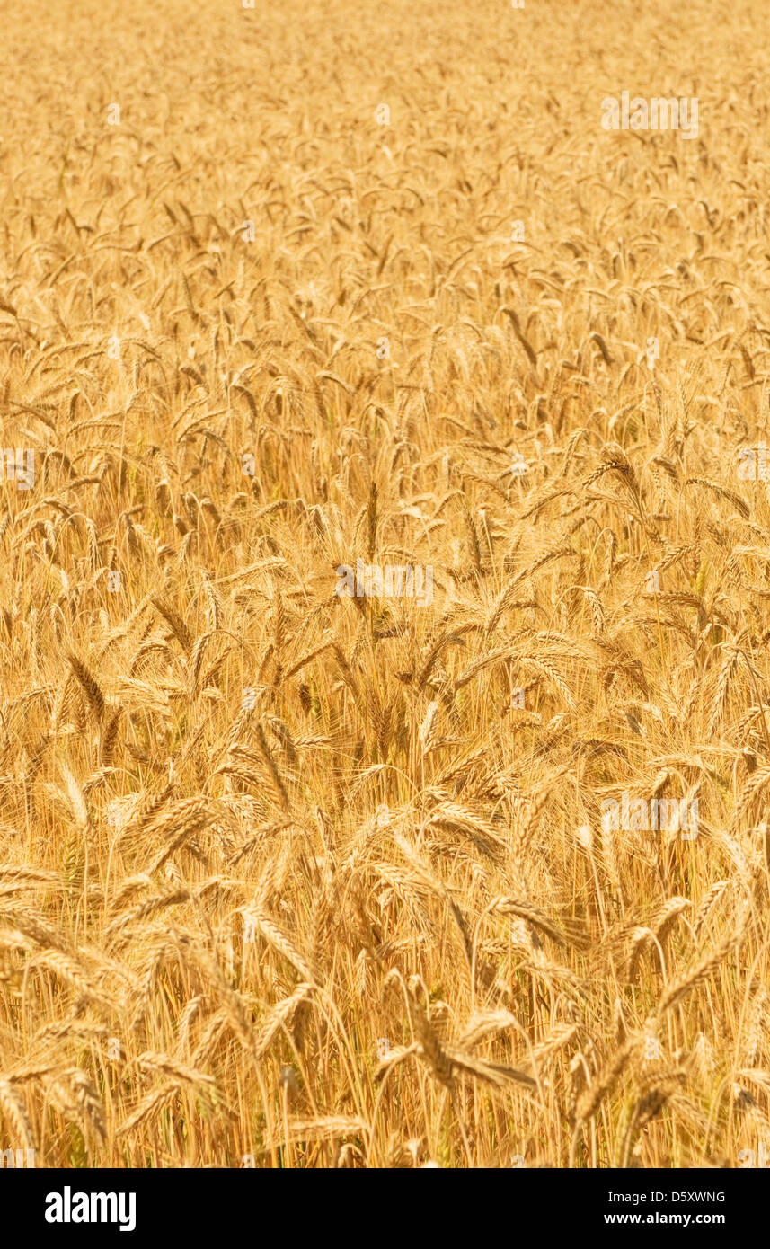 Wheat chaff hi-res stock photography and images - Alamy