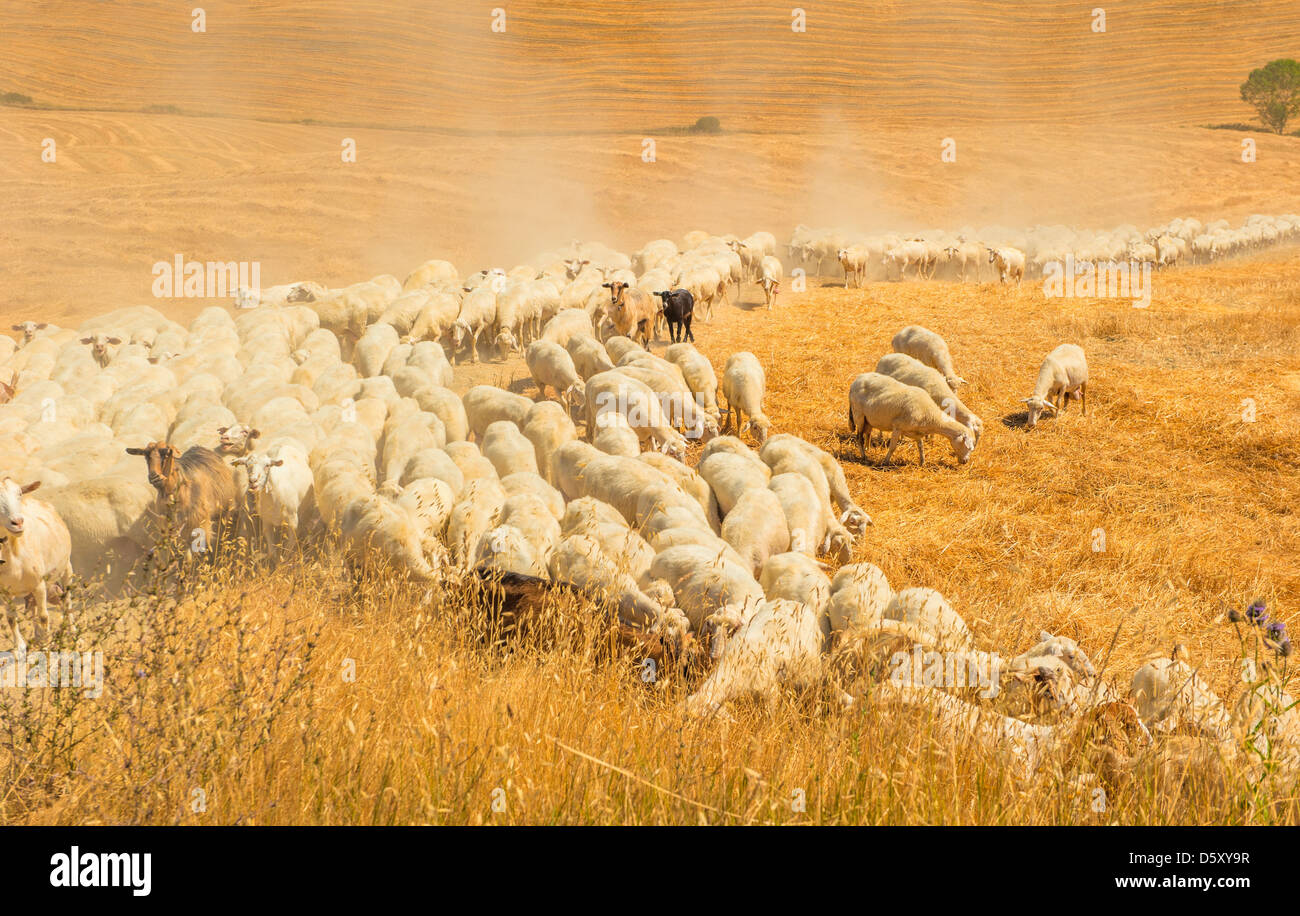 Herd of sheep in a field of Tuscany Stock Photo - Alamy