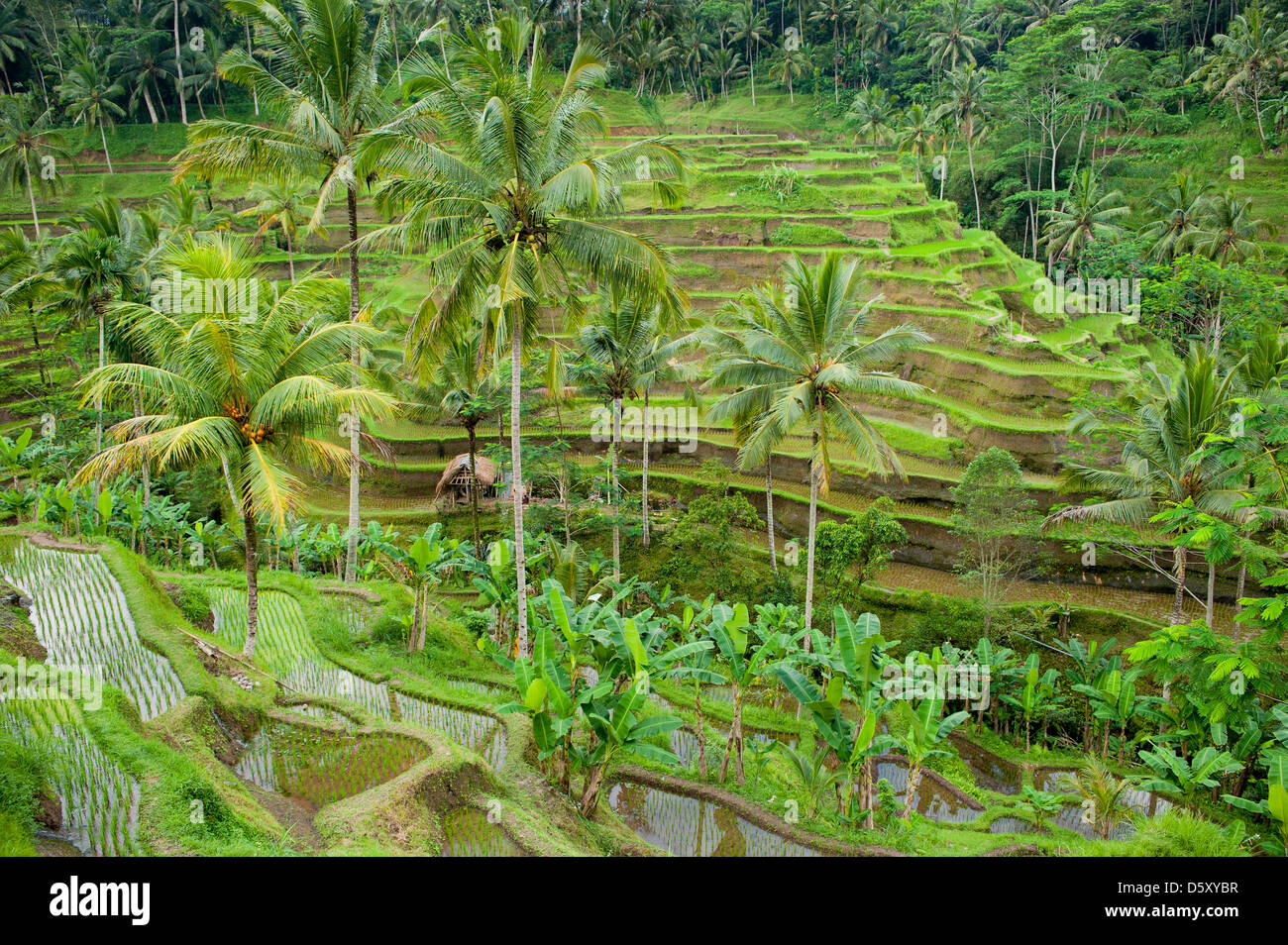 rice terraces of bali, indonesia Stock Photo - Alamy