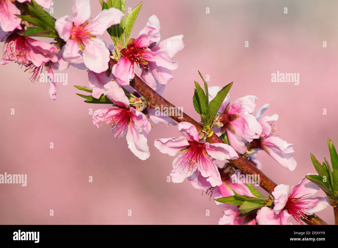 Pink beautiful peach flower close up shoot Stock Photo - Alamy