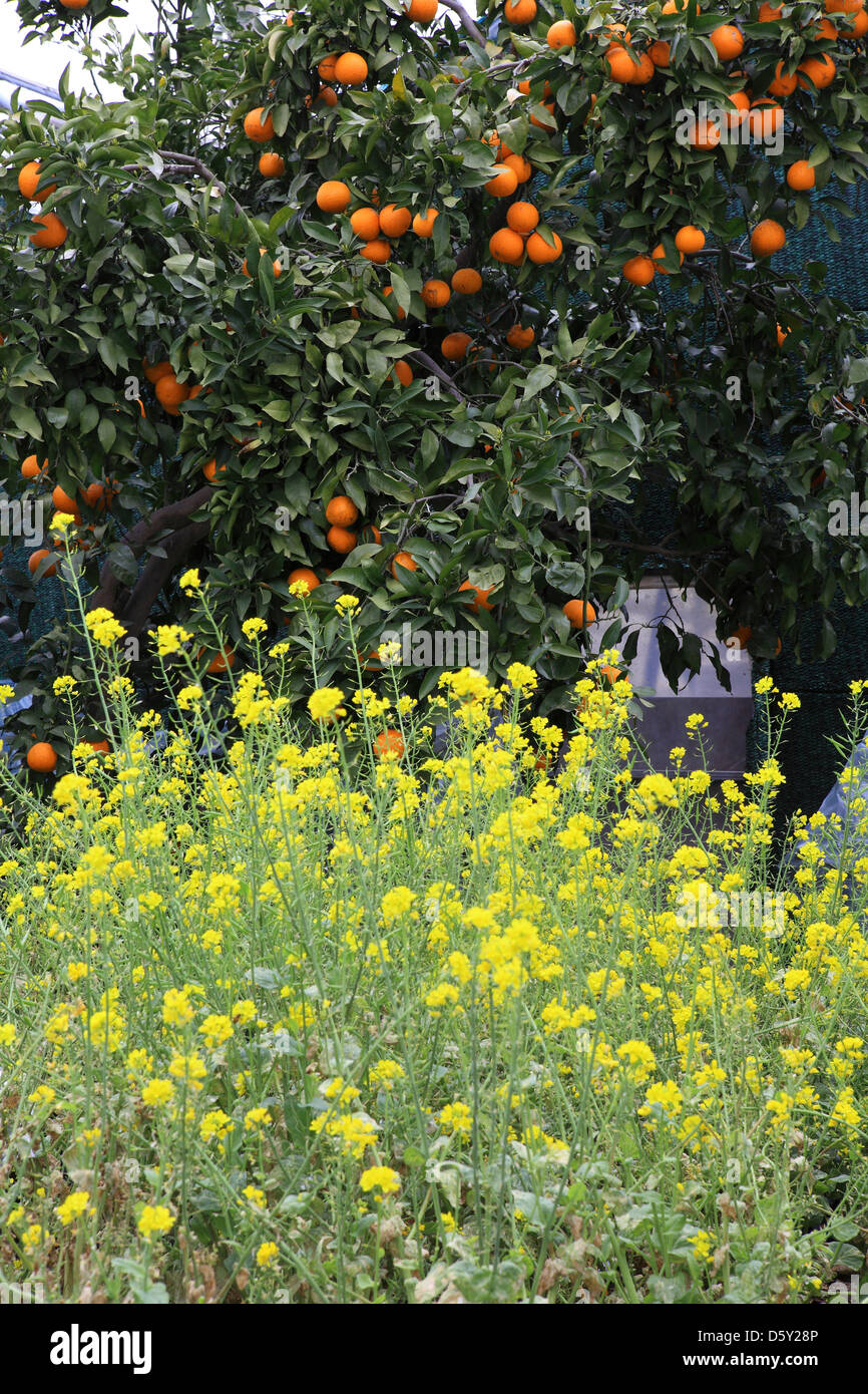 Persimmon tree in jeju island hi-res stock photography and images - Alamy
