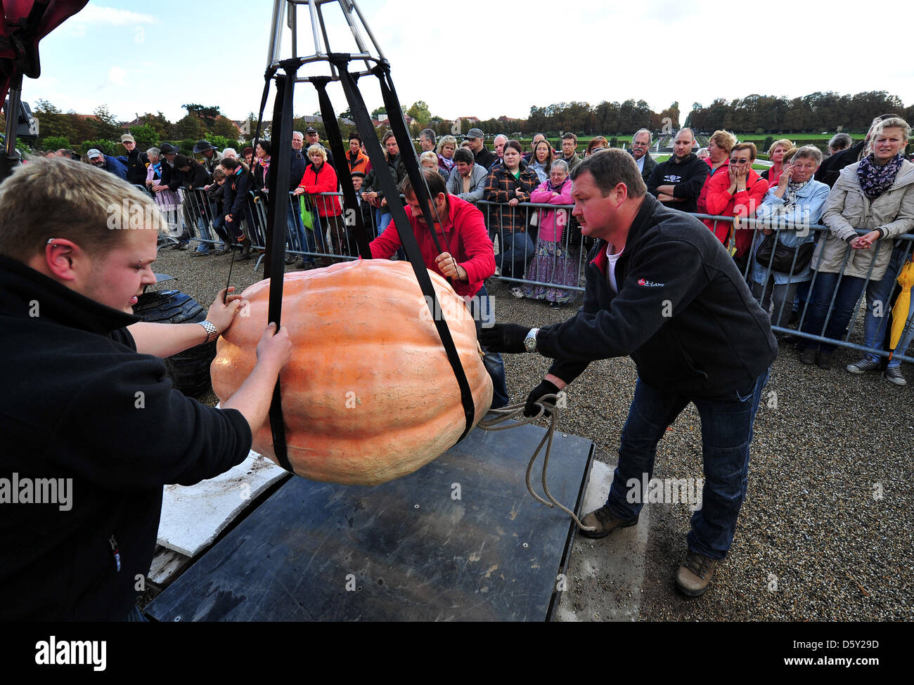 A pumpkin is weighed at the German Pumpkin Championships in Ludwigsburg ...