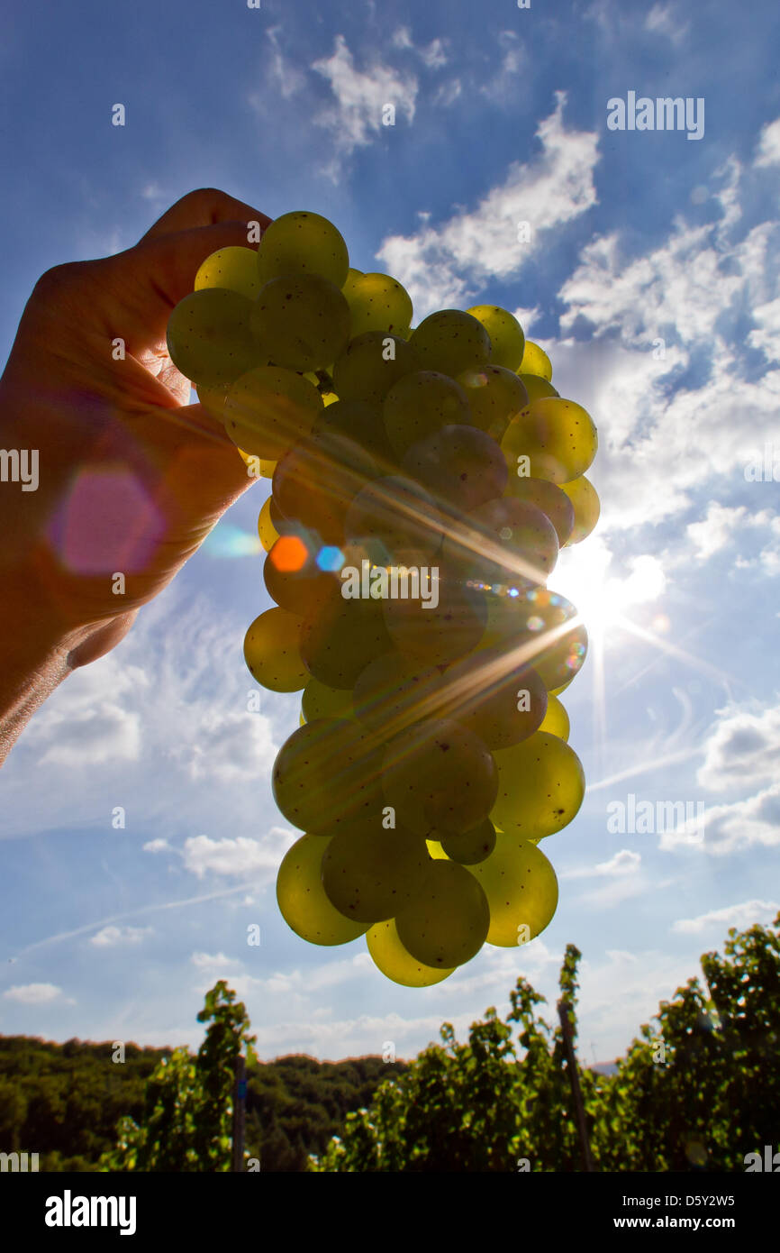 A harvest helper holds grapes against the sun near Veitshoechheim ...
