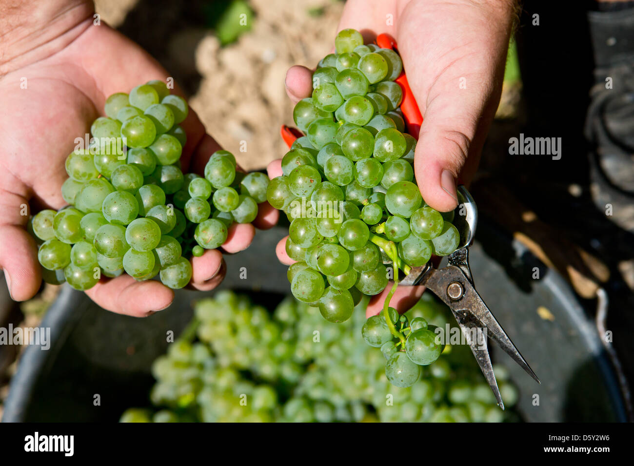 A harvest helper holds grapes in his hands near Veitshoechheim, Germany ...