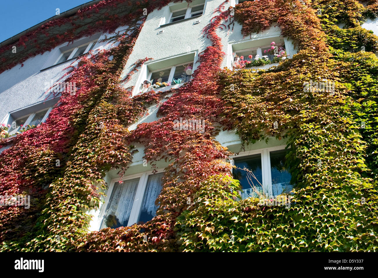 Coloured ivy covers the facade of a house in Berlin, Germany, 09 ...