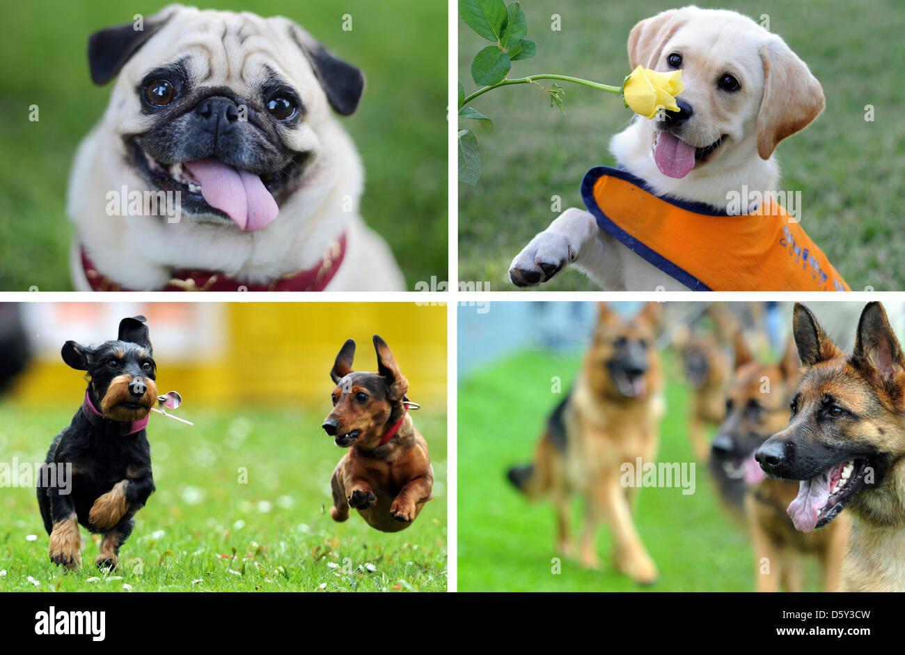 (FILE - COMBO) An archive composite photo shows a pug (top L), a ...