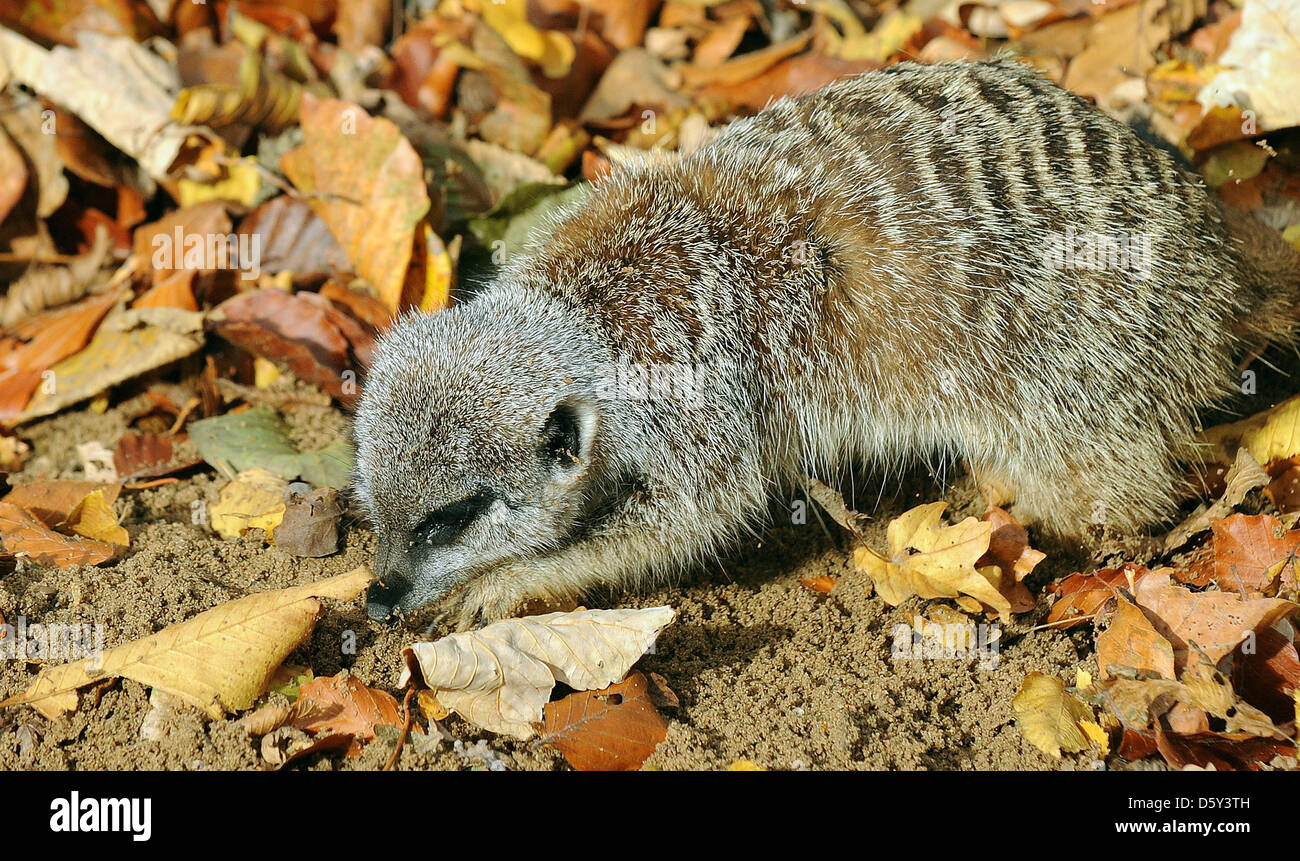 A meerkat looks for insects under autumn leaves at the zoo in Hanover ...
