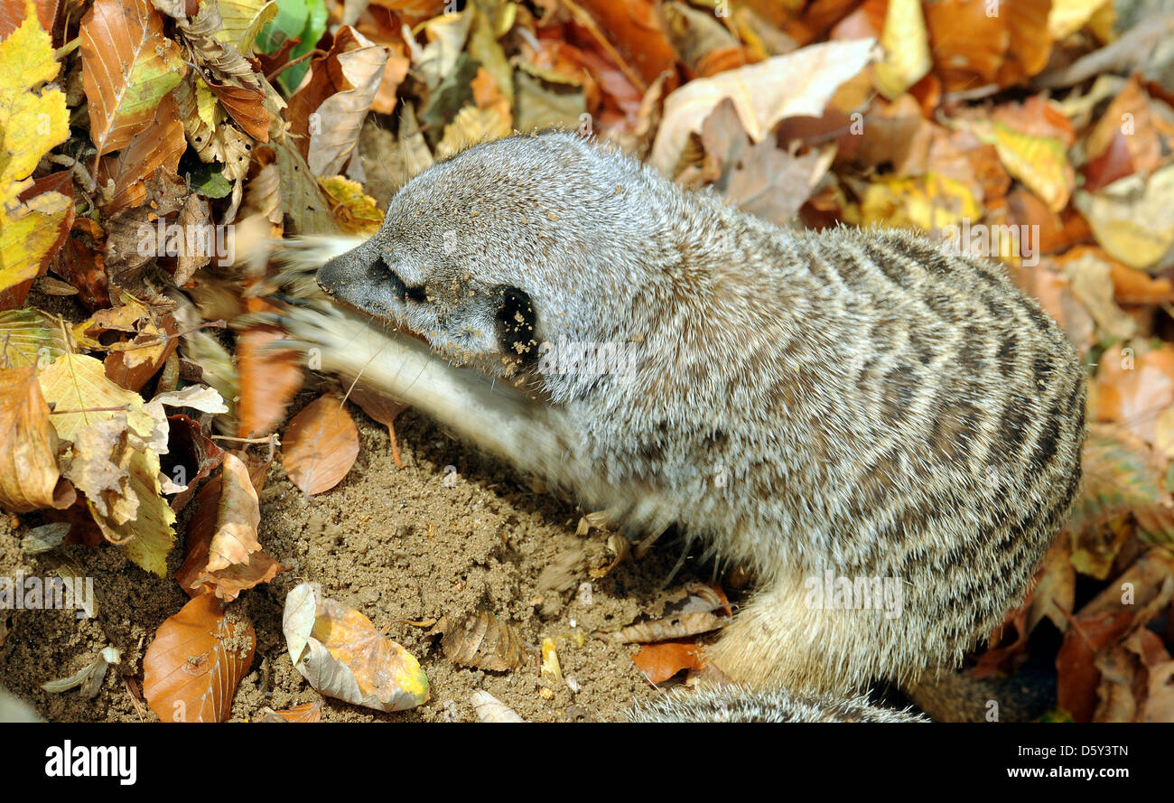 A meerkat looks for insects under autumn leaves at the zoo in Hanover ...