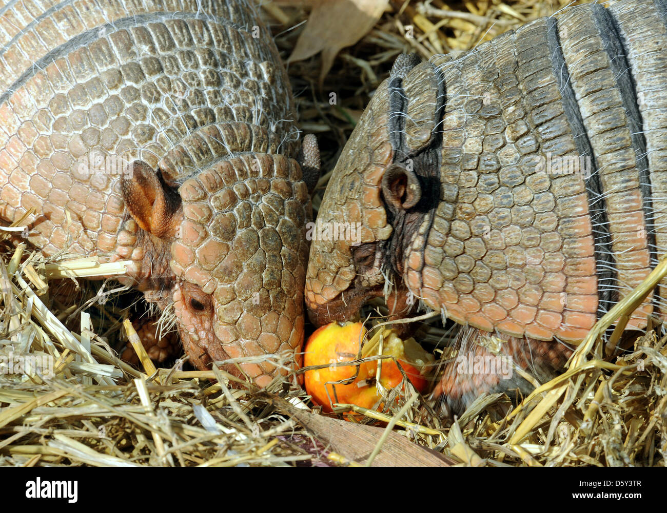 Armadillos feeding hi-res stock photography and images - Alamy