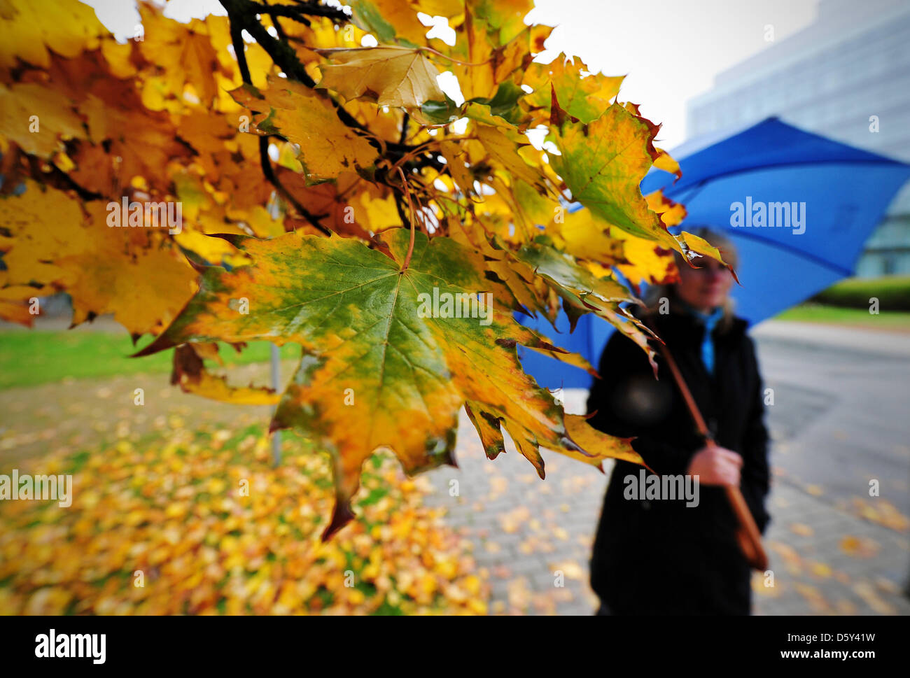 A woman walks with her umbrella under a maple tree with golden leavesin ...