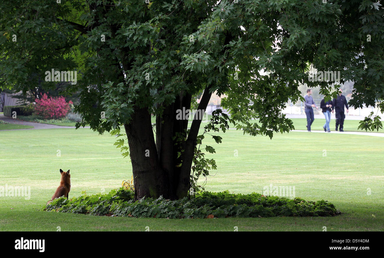 A fox sits underneath a tree on a meadow in front of the Chancellery in ...