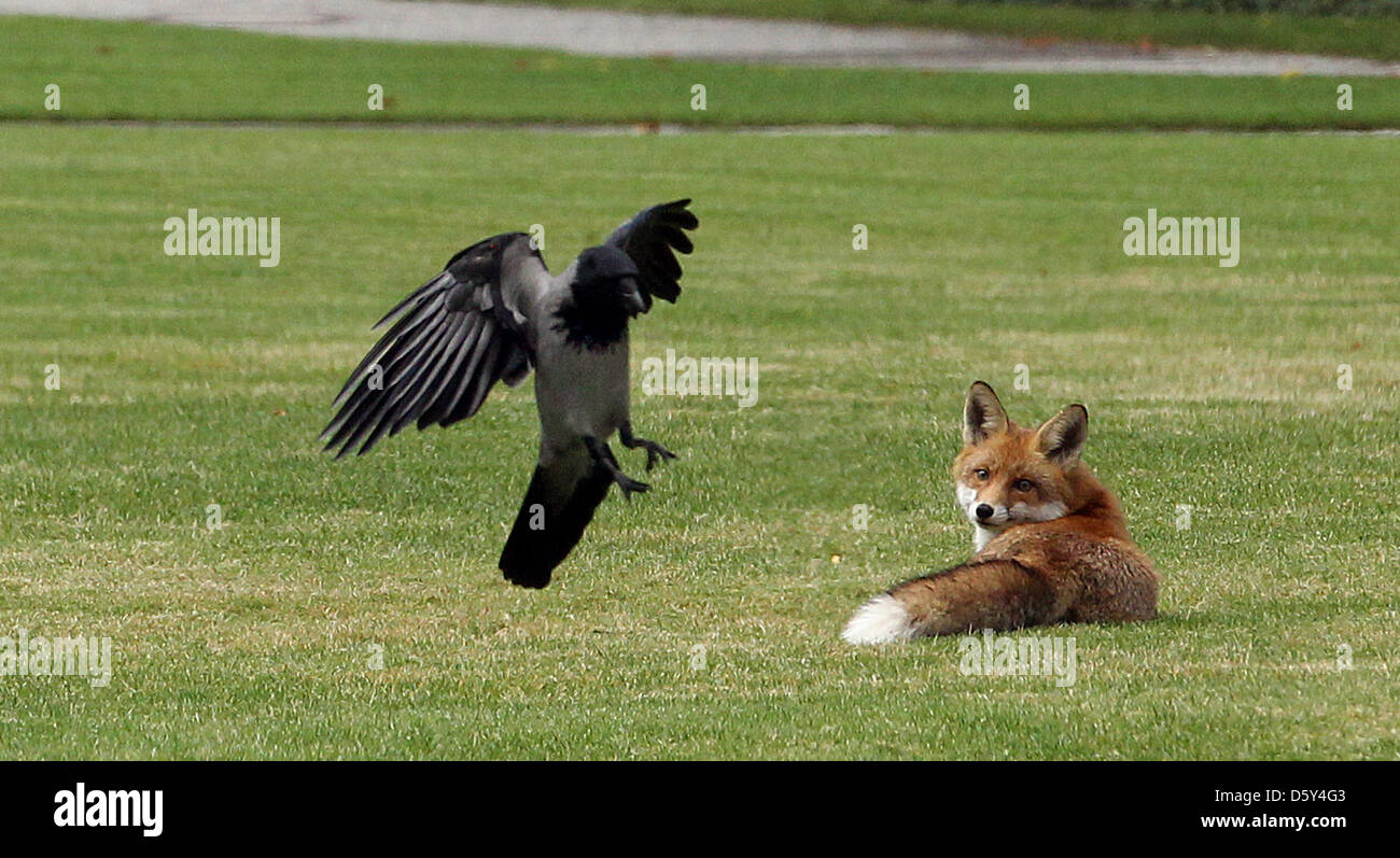 A red fox lies in the grass and looks at a crows landing in the garden ...