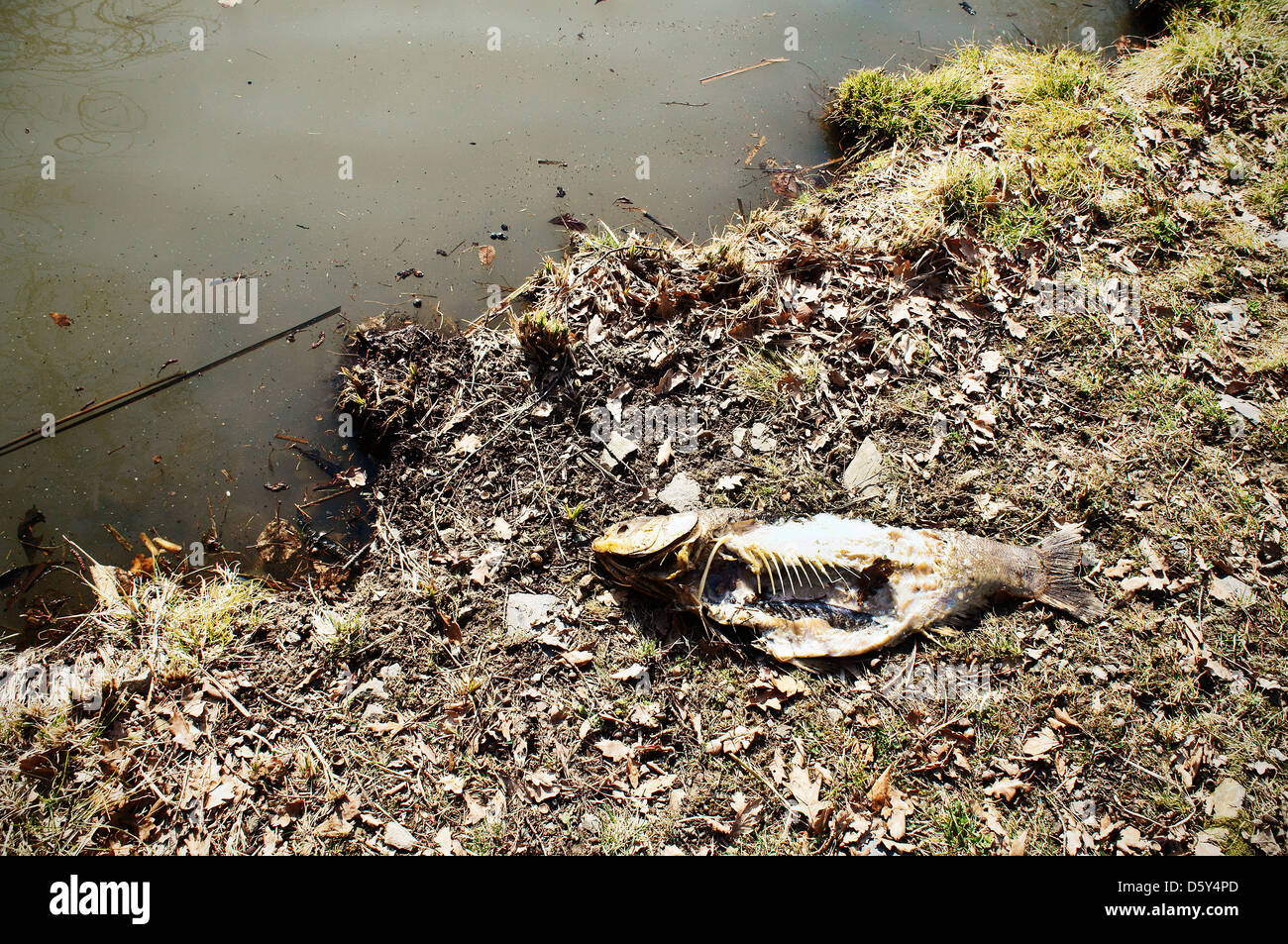 Silver carp (Hypophthalmichthys molitrix), fish, carp, pond, water ...