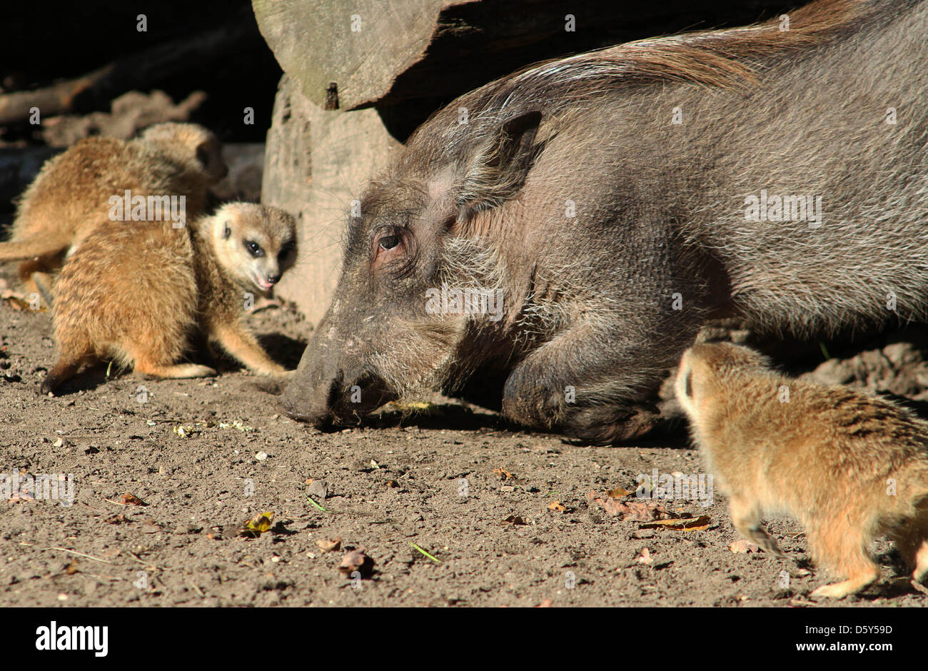 African pigs hi-res stock photography and images - Alamy