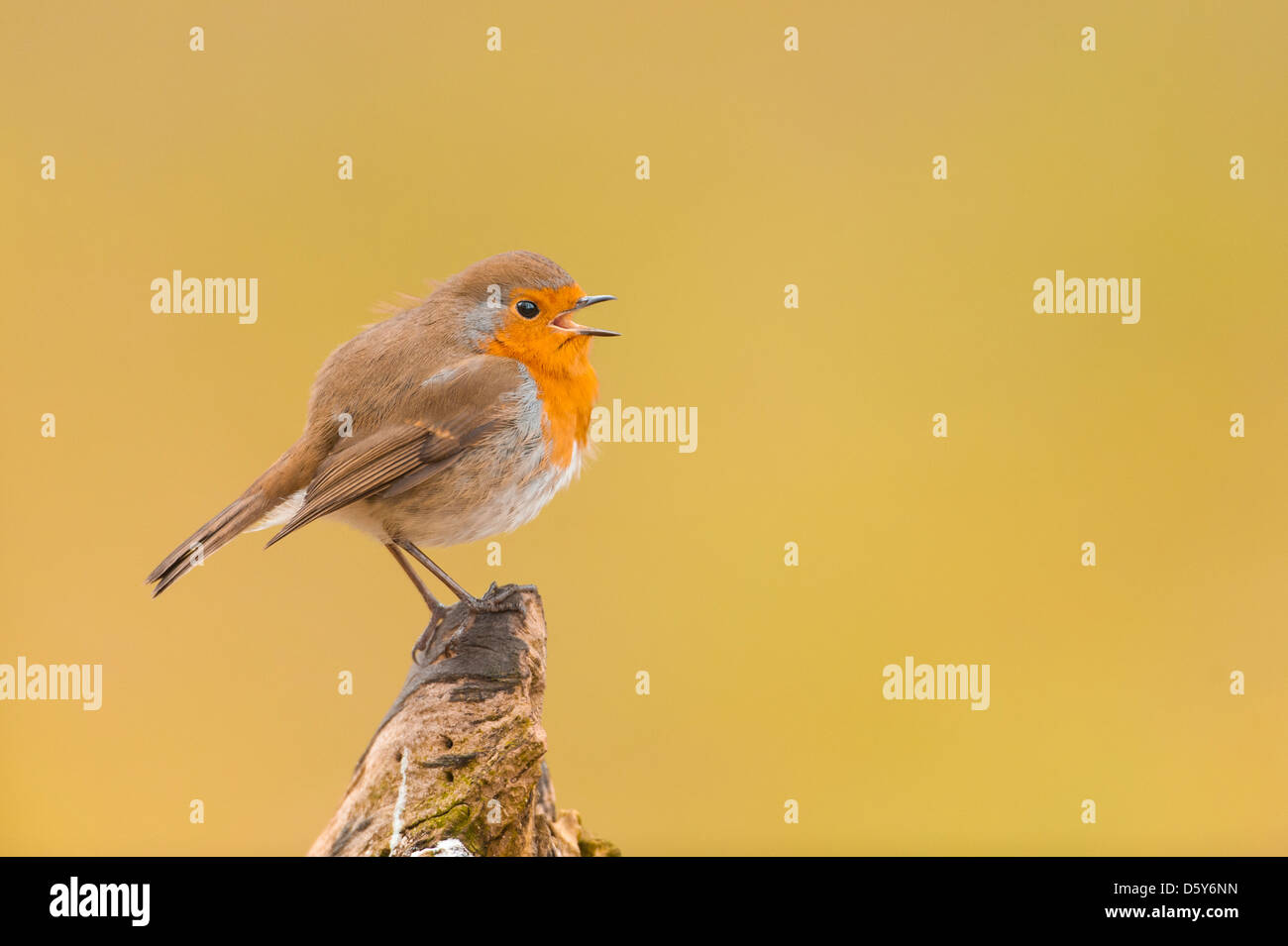 Scottish garden hi-res stock photography and images - Alamy