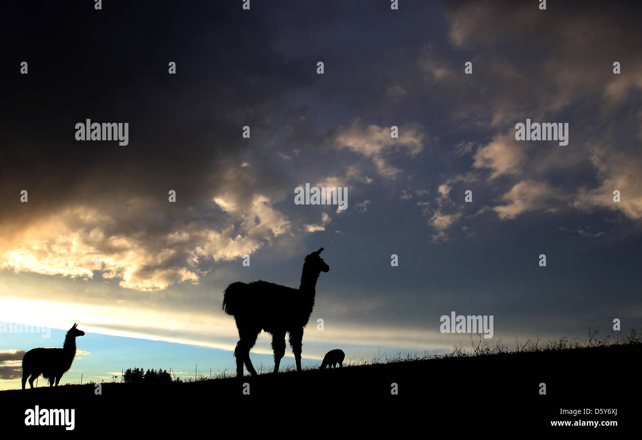Dark clouds move across grazing llamas during sunset near Ebersbach ...