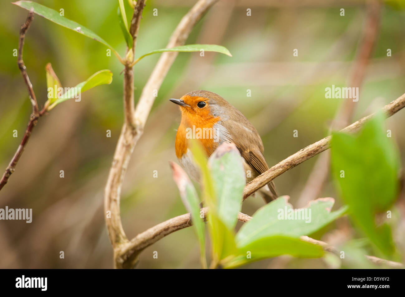 Scottish garden bird hi-res stock photography and images - Alamy