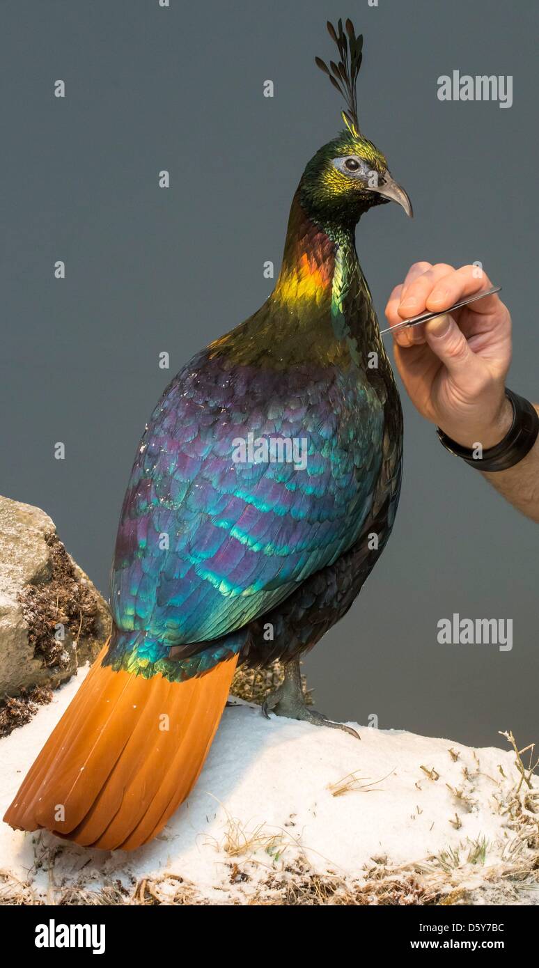 Himalayan monal pictured in world hi-res stock photography and images ...