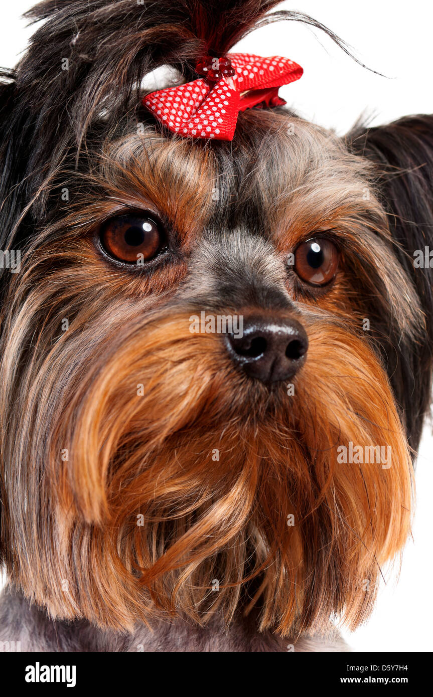 Yorky terrier hi-res stock photography and images - Alamy