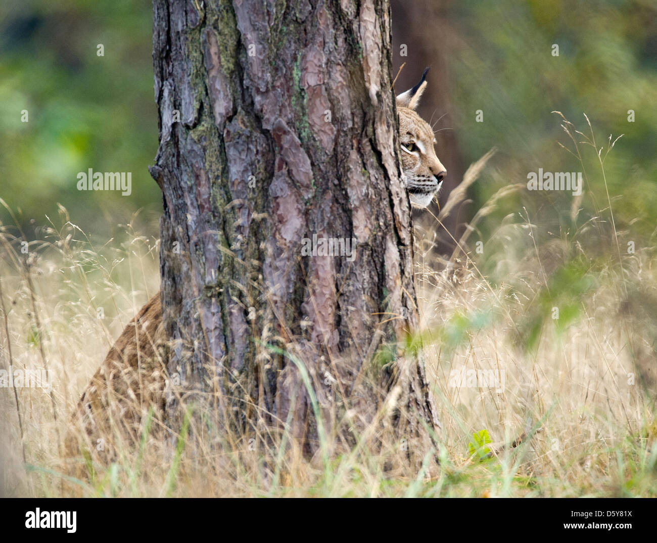 A lynx is pictured in his enclosure at the wildlife park Schorfheide in ...