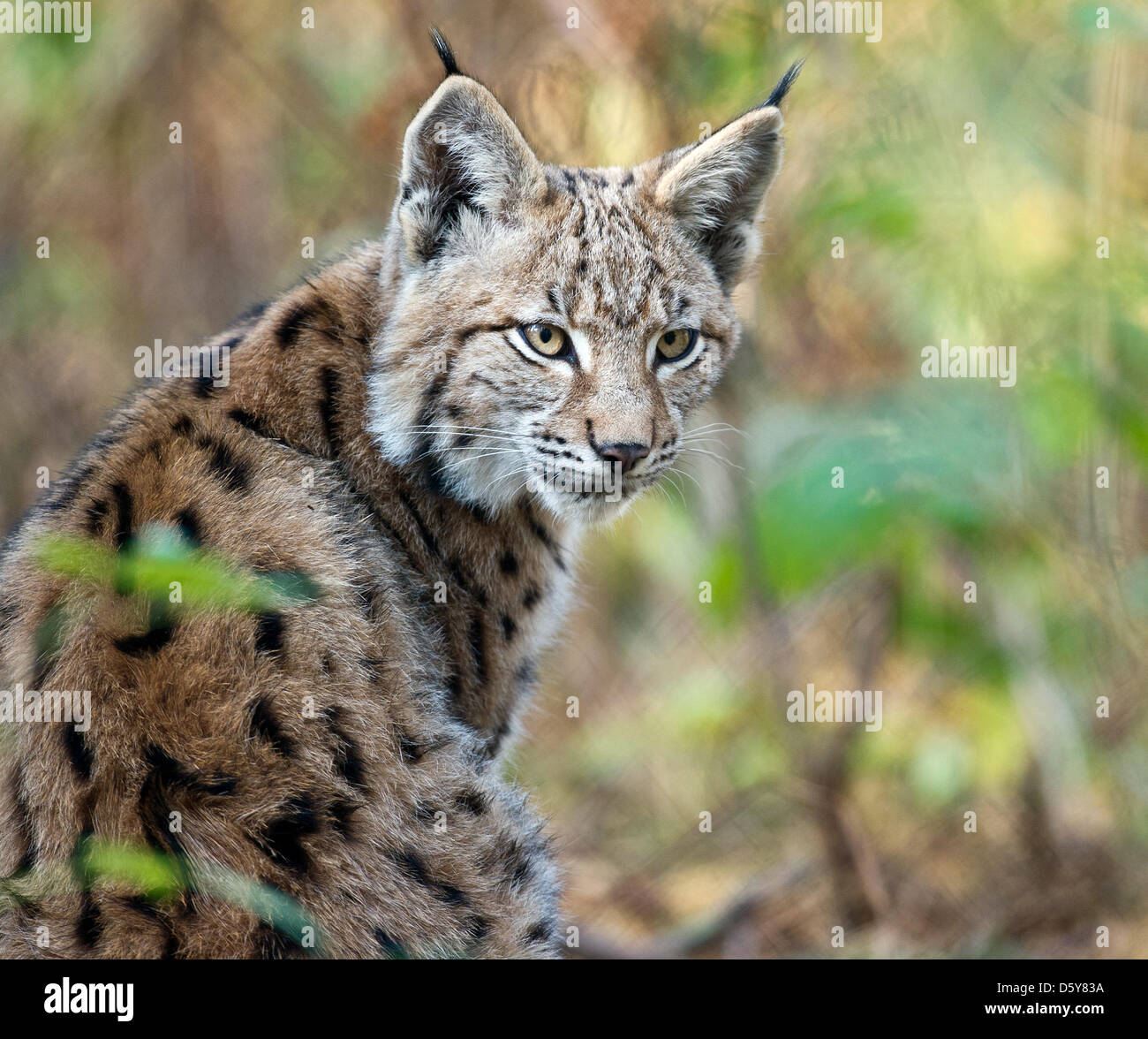 An 8-month-old lynx is pictured in his enclosure at the wildlife park ...