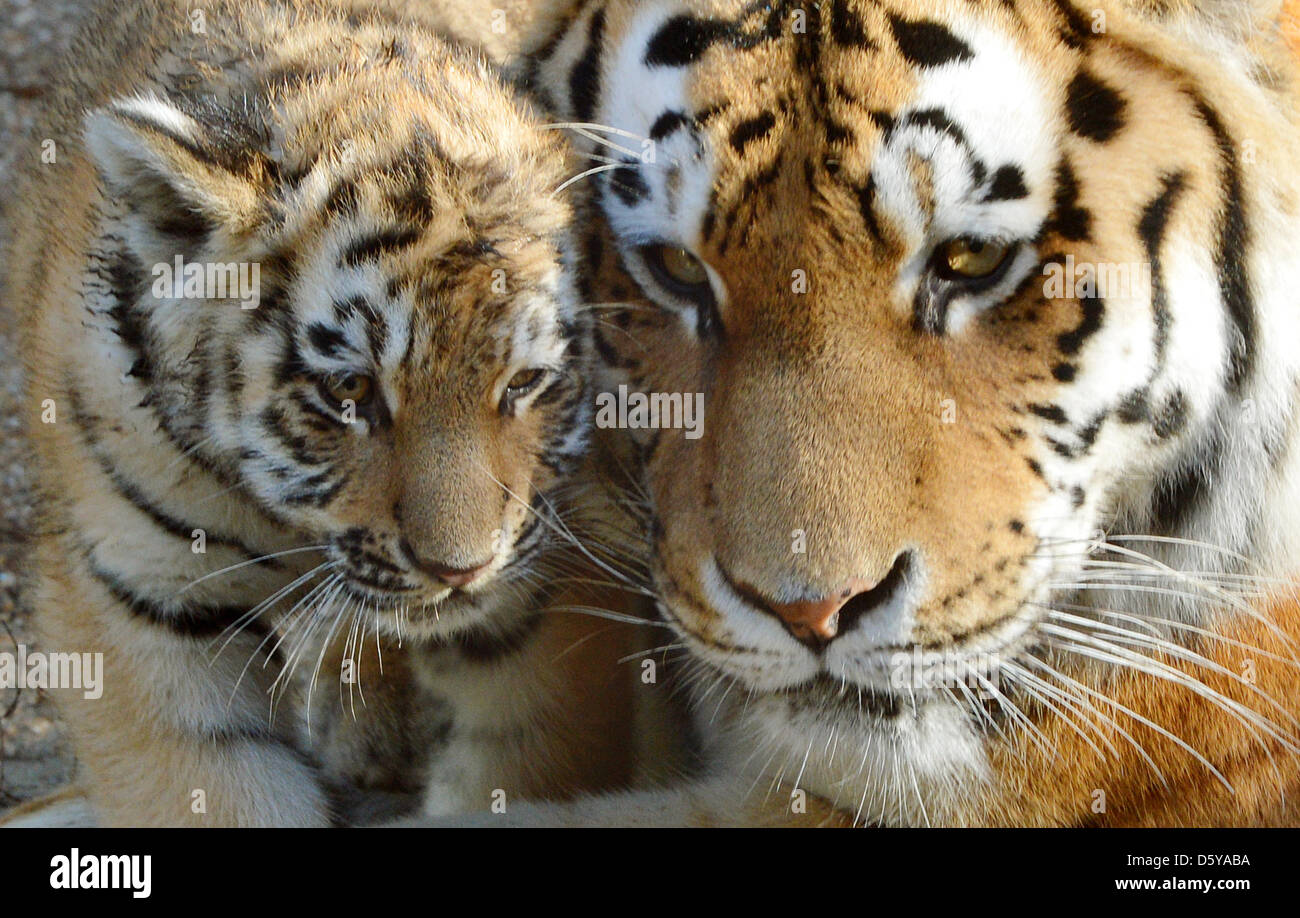 The Amur tiger mother Bella (R) cuddles with one of her offsprings ...