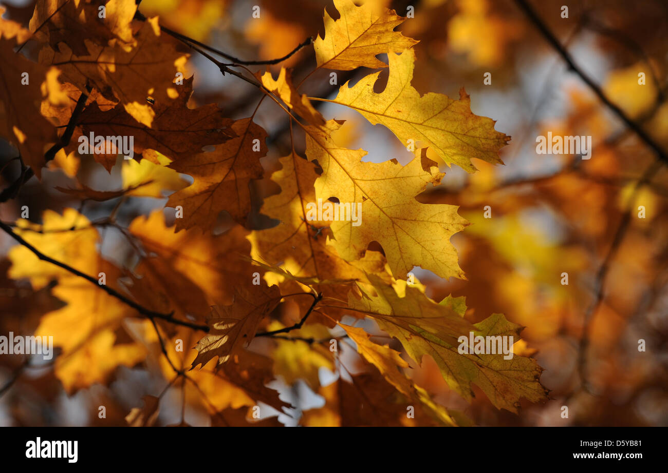 The fall foliage of an American oak glows in the sunshine in Hamburg ...