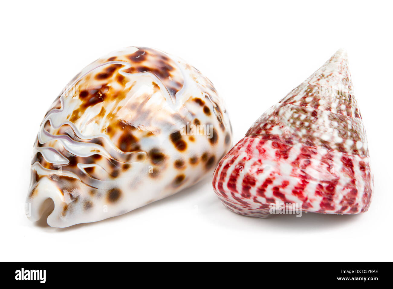 colorful sea shells isolated on white background Stock Photo - Alamy