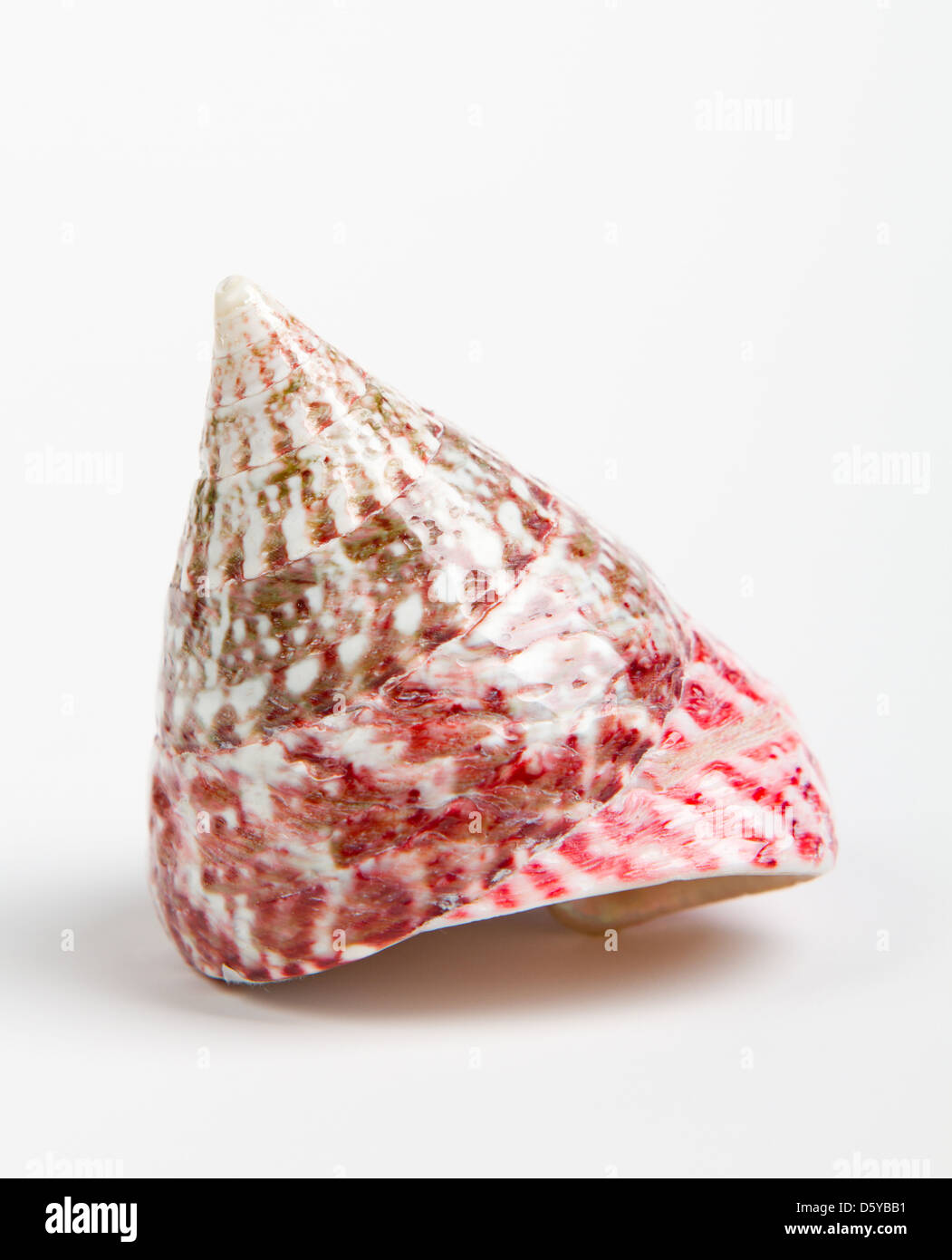 colorful sea shells isolated on white background Stock Photo - Alamy