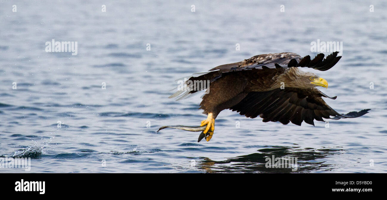 A white-tailed eagle (Haliaeetus albicilla) catches a dead eel at lake ...