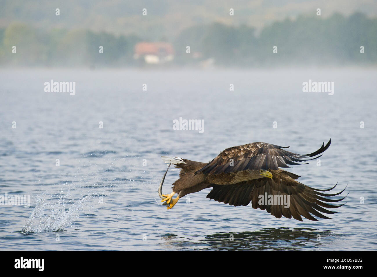 A white-tailed eagle (Haliaeetus albicilla) catches a dead eel at lake ...