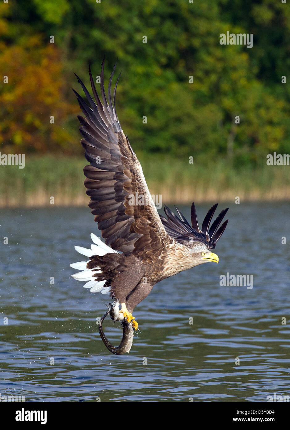 A white-tailed eagle (Haliaeetus albicilla) catches a dead eel at lake ...