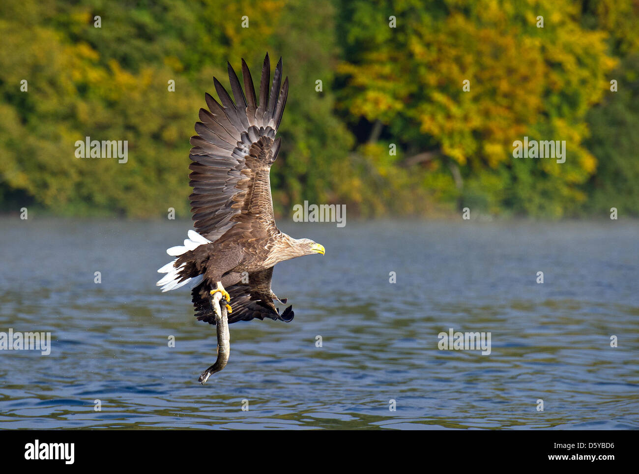 A white-tailed eagle (Haliaeetus albicilla) catches a dead eel at lake ...