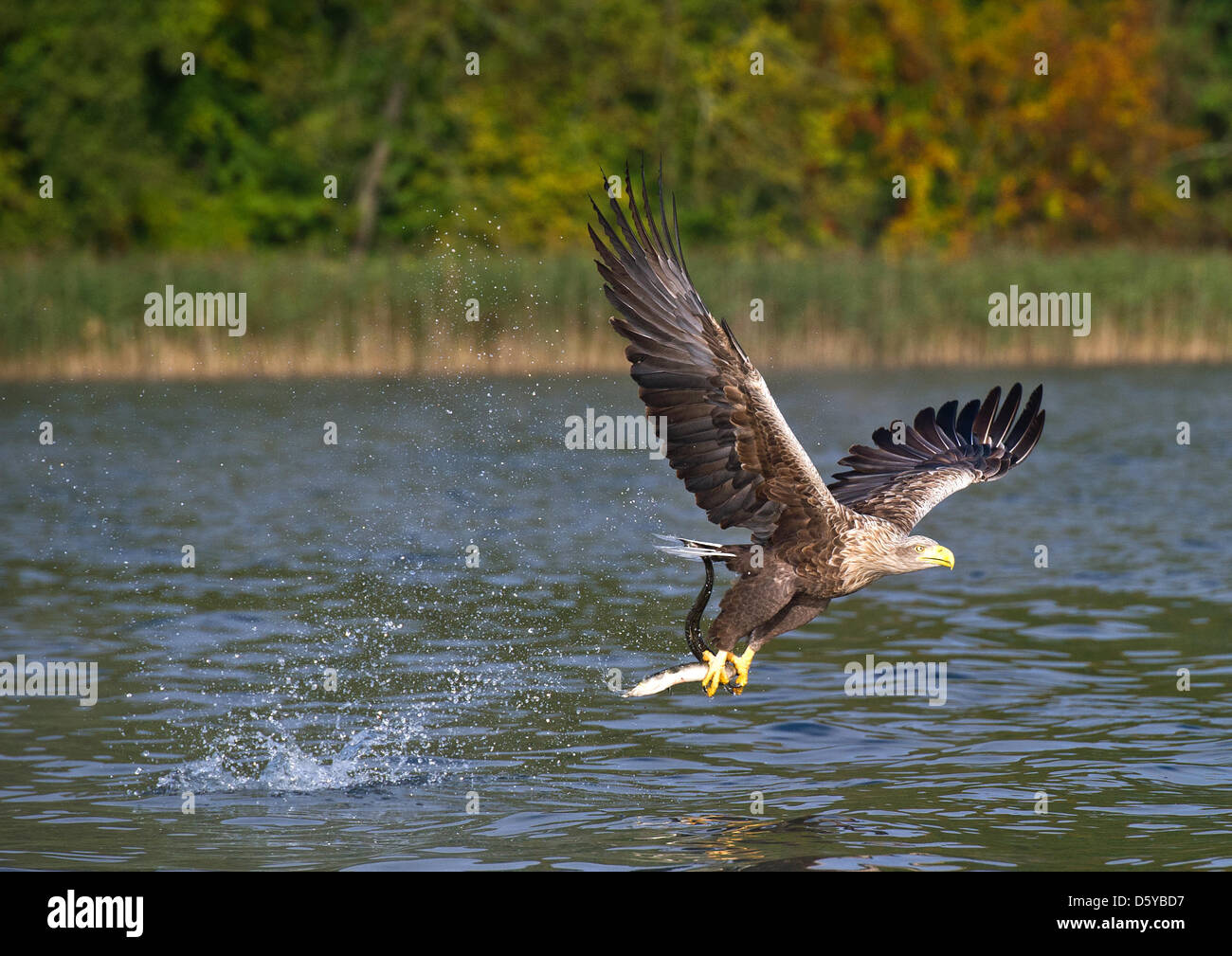 A white-tailed eagle (Haliaeetus albicilla) catches a dead eel at lake ...