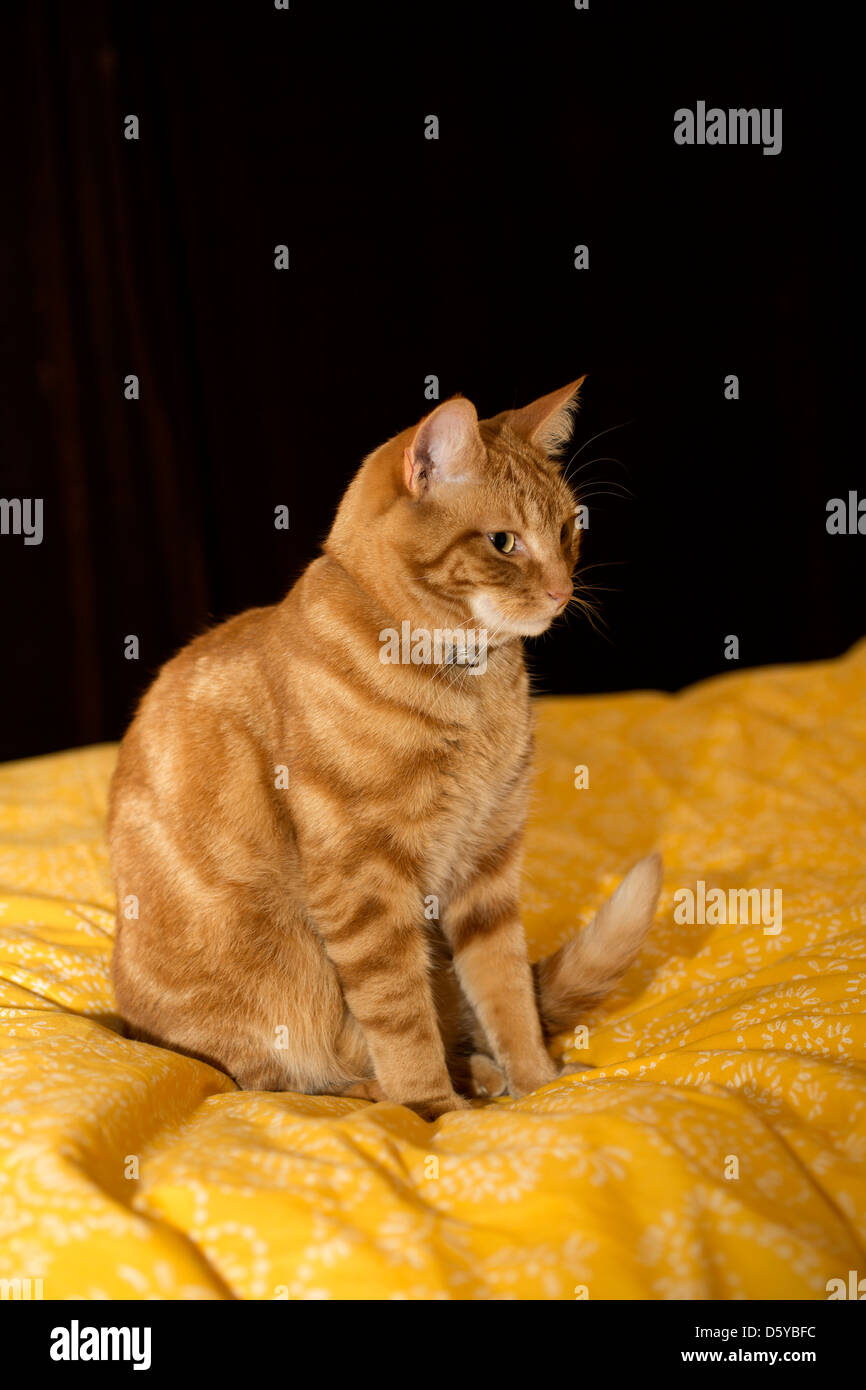 ginger cat sitting on bright yellow sheet Stock Photo - Alamy