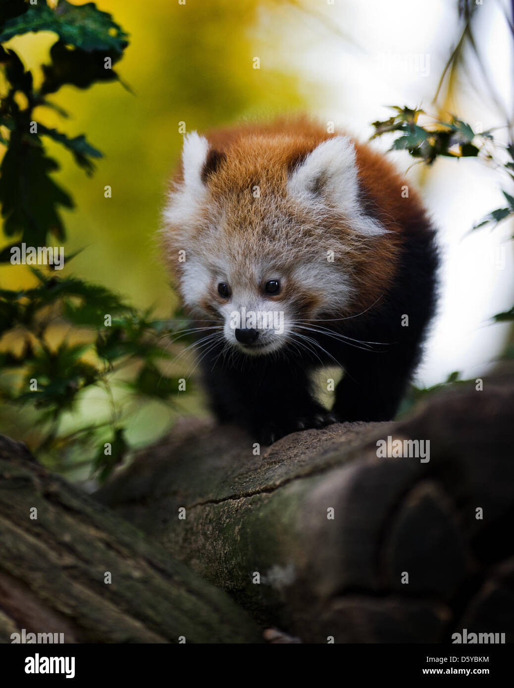 One of two Red Panda offsprings sits on a branch in its compound at the ...